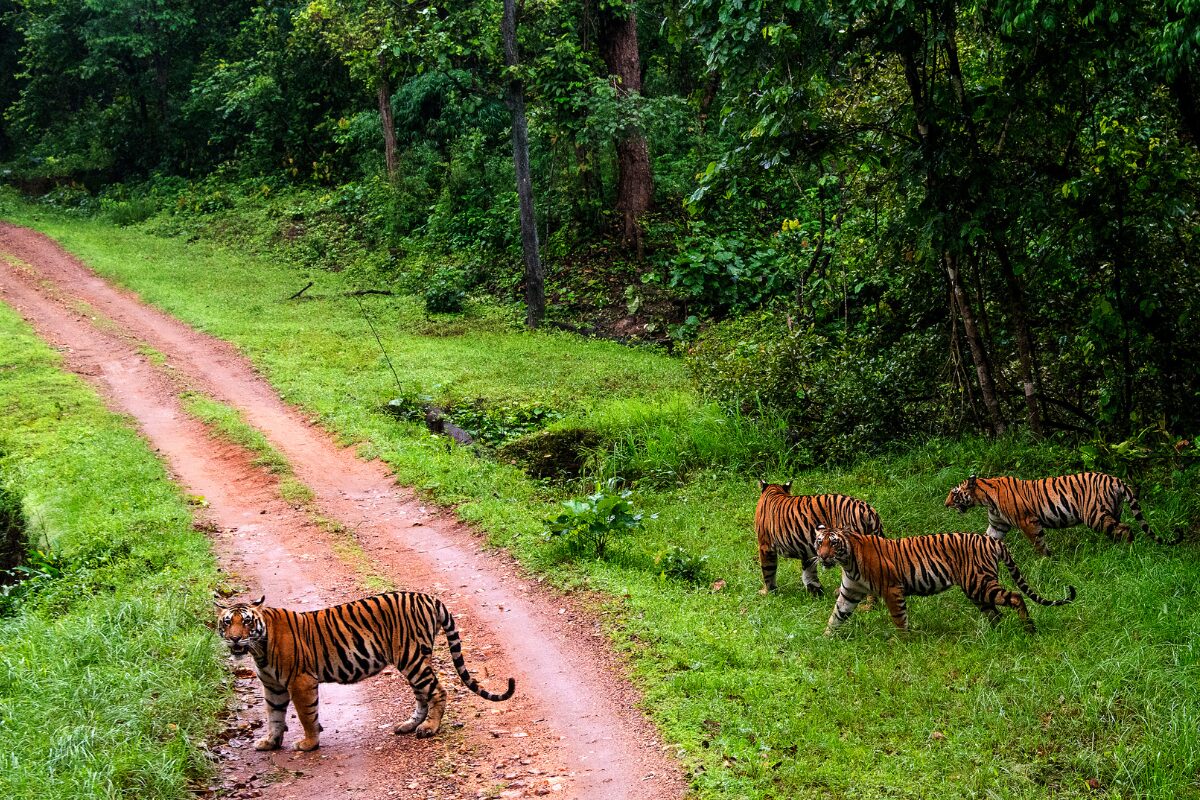 Unveiling The Tiger Majesty: A Look At Madhya Pradesh's 7 Tiger ...